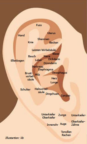 Das Ohrloch - PIERCING.COM